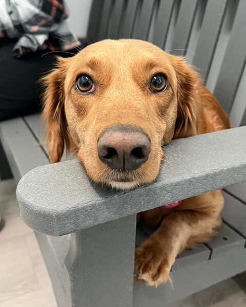 Parvin Animal Clinic | Best Vet Hospital In Spanish Fort, AL