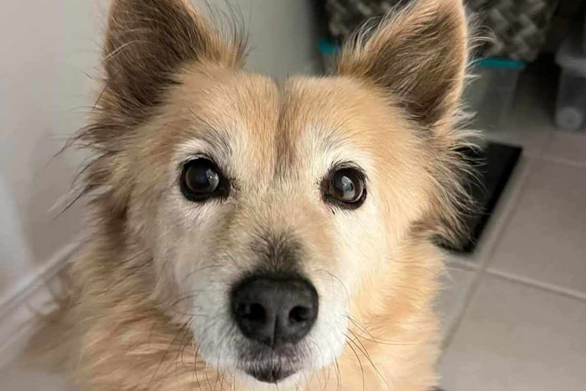 Payment Options For Veterinary Care | Parvin Animal Clinic