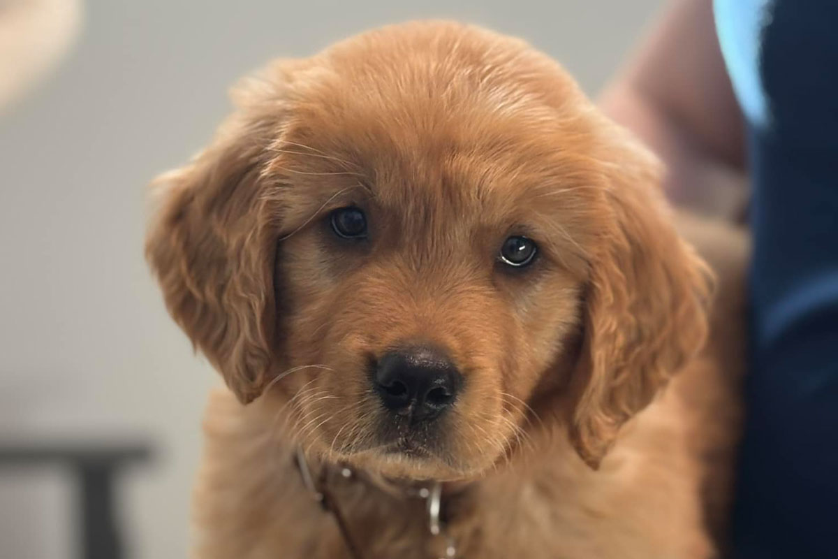 Patient Photo Gallery | Parvin Animal Clinic