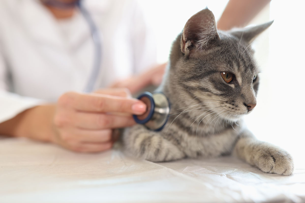 Pet Urgent Care In Spanish Fort, AL | Parvin Animal Clinic